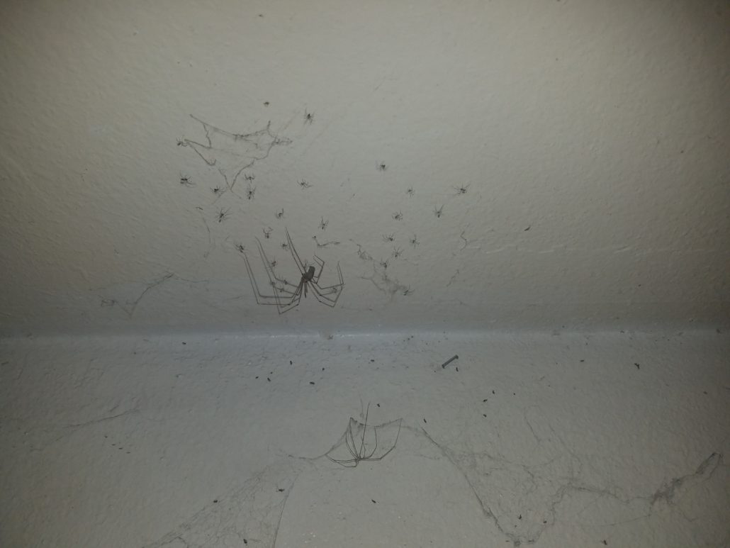 The Most Common Types of Spiders in Texas | The Bug Master