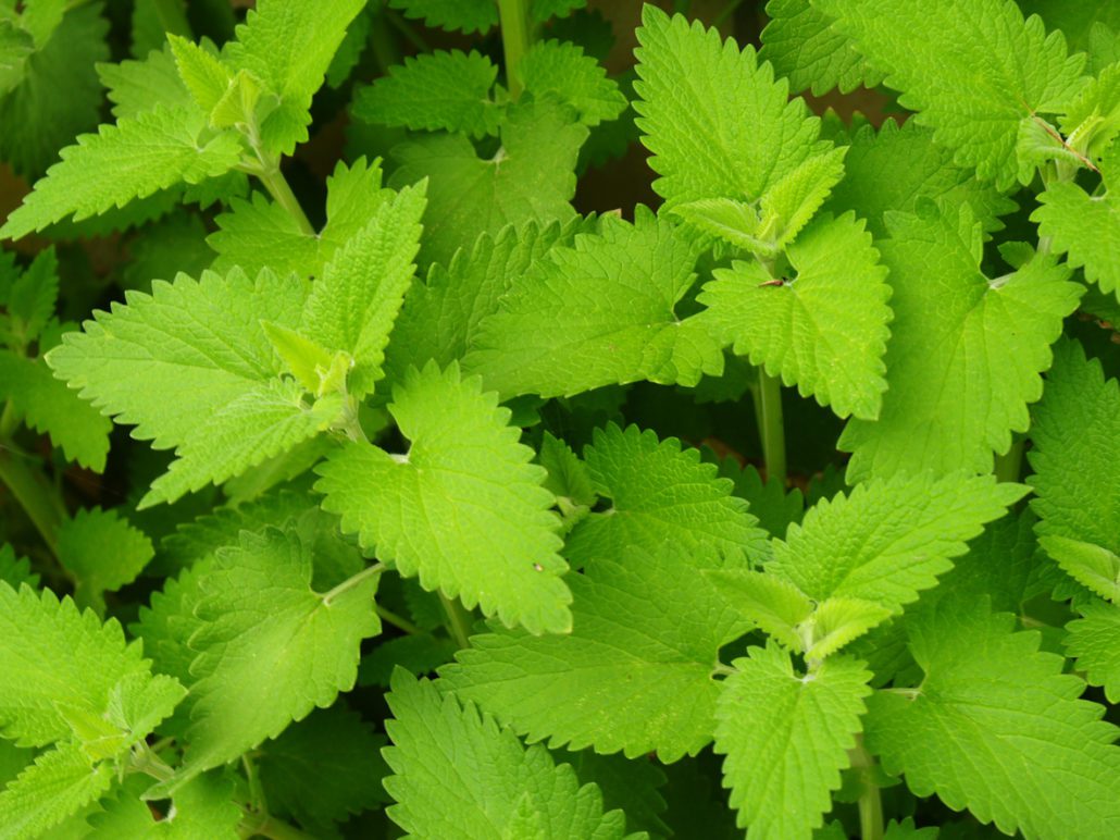 8 Mosquito Repellent Plants | The Bug Master