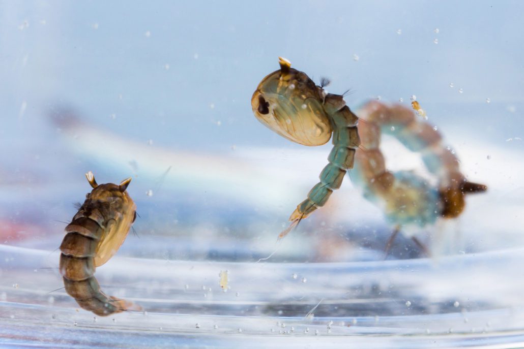 The Mosquito Life Cycle | The Bug Master