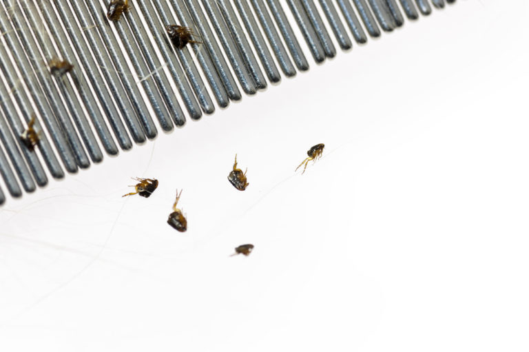 Common Types Of Fleas In Texas The Bug Master