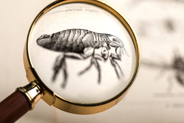 The Flea Life Cycle | The Bug Master