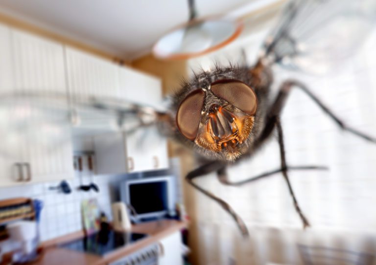 How to Get Rid of Flies in a Restaurant | The Bug Master Pest Control