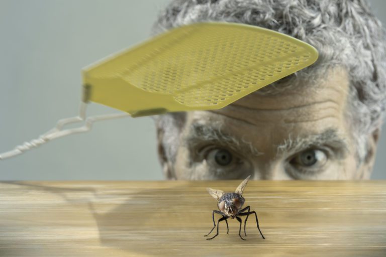 How to Get Rid of Flies in a Restaurant | The Bug Master Pest Control