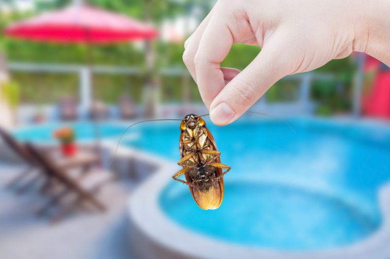 Hotel Pest Control - The Bug Master Pest Control