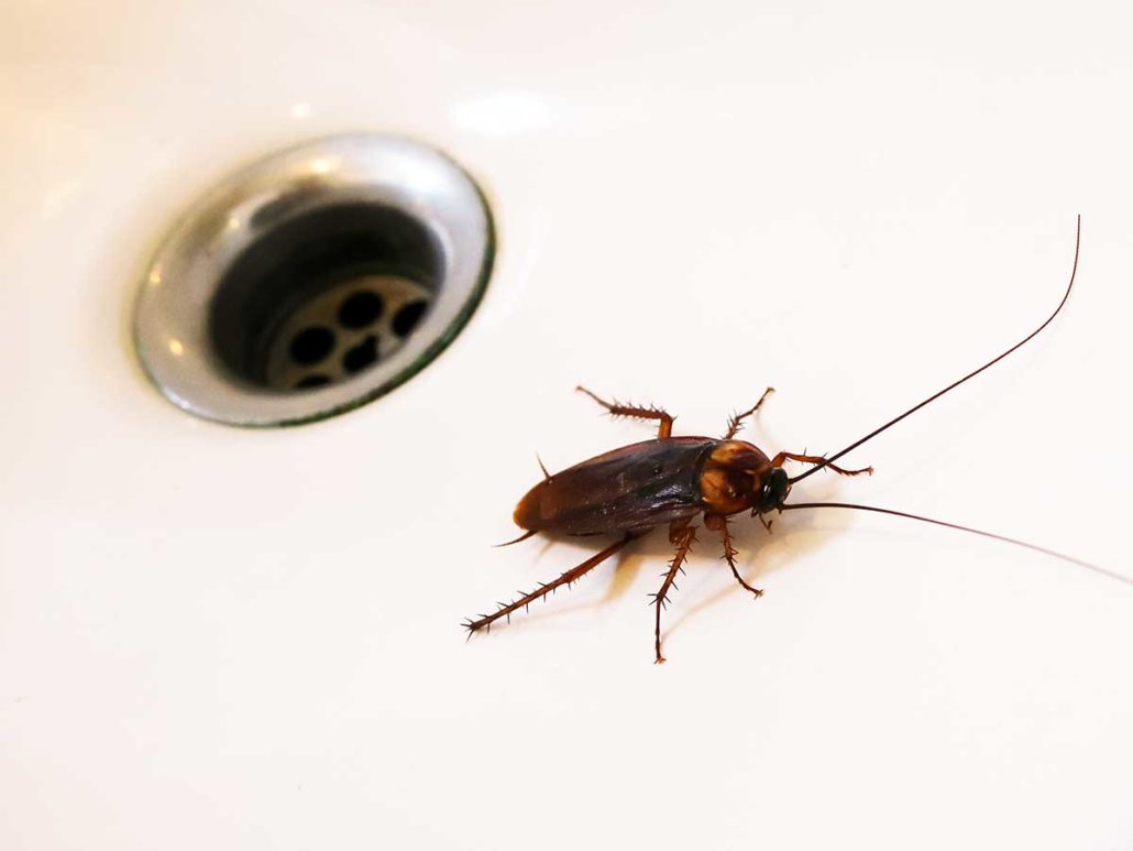 Common Pests After Rainy Weather In Texas - The Bug Master Pest Control