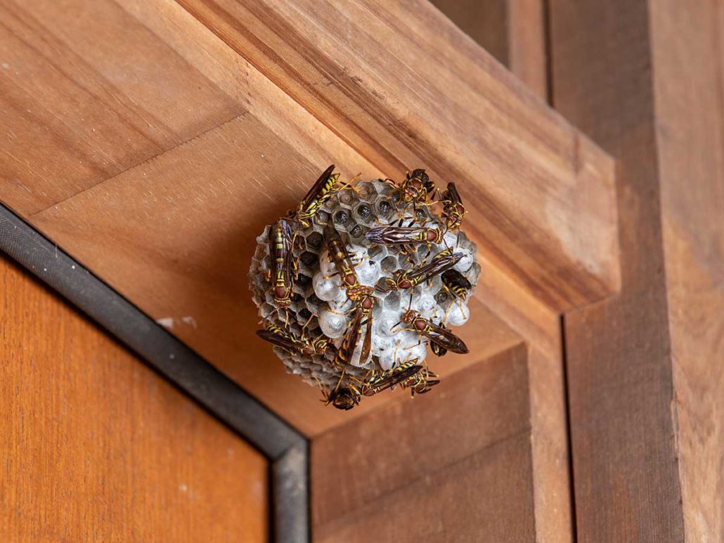 Common Pests After Rainy Weather In Texas - The Bug Master Pest Control