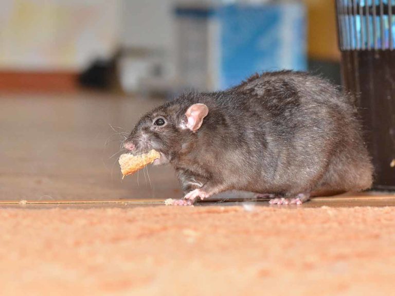 Types of Rodents in Texas - The Bug Master Pest Control