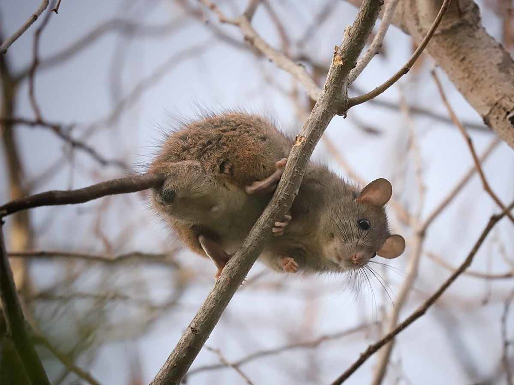 Types of Rodents in Texas - The Bug Master Pest Control