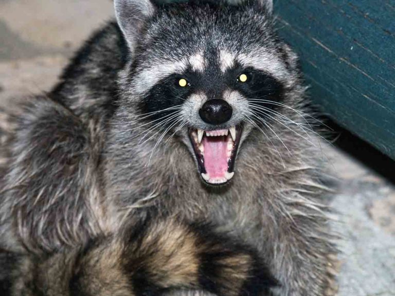 Are Raccoons Dangerous - The Bug Master Pest Control