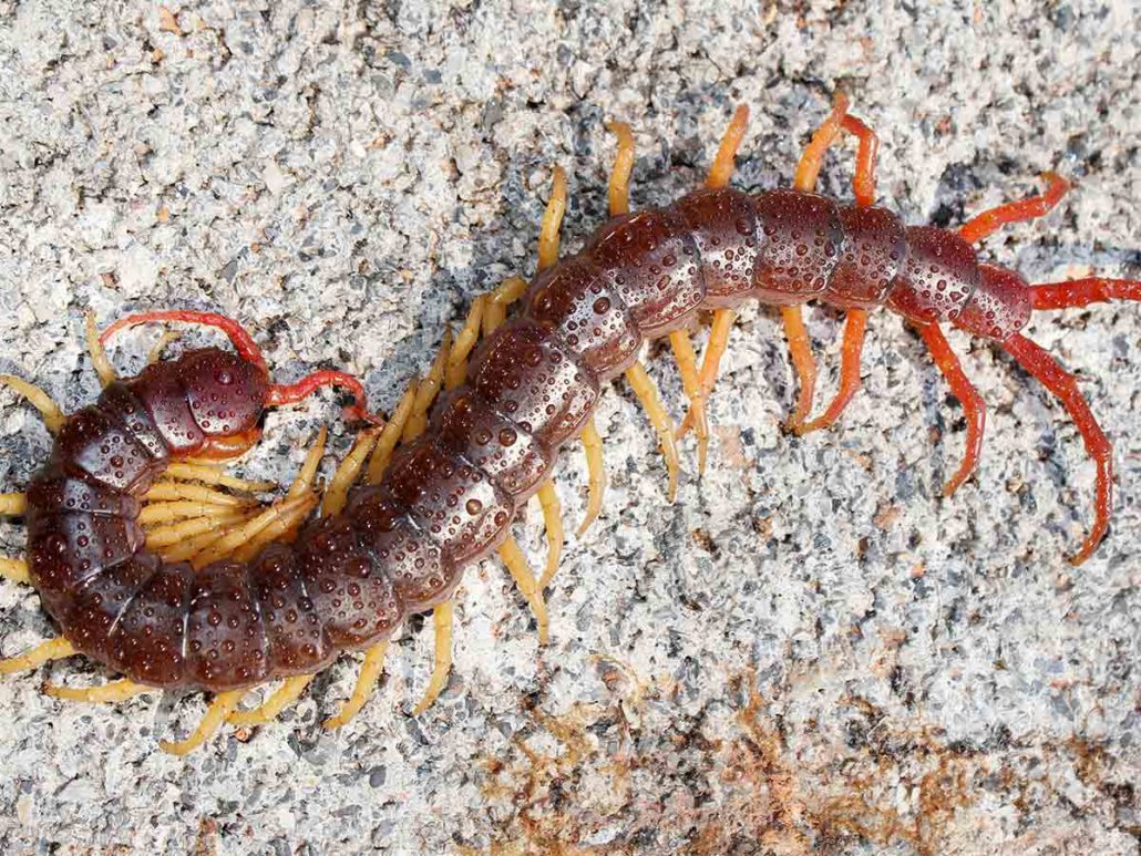 Types of Centipedes in Texas - The Bug Master Pest Control