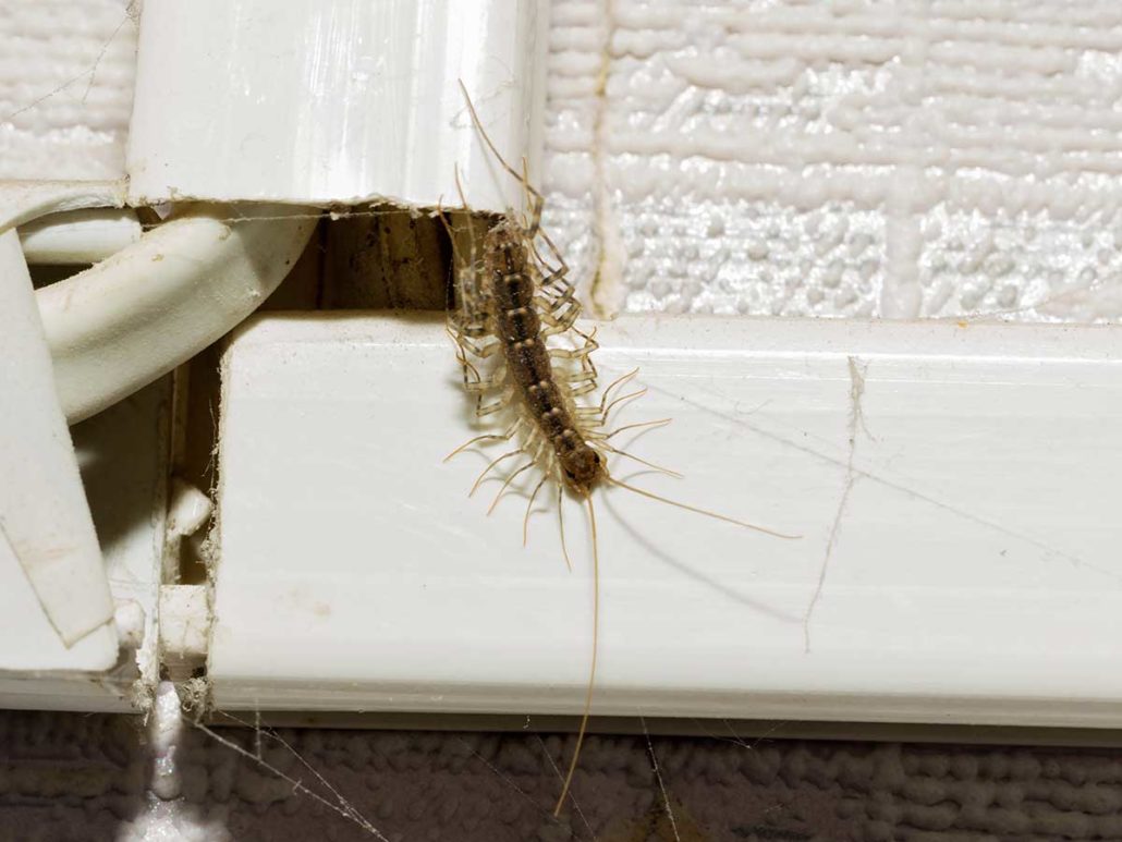 Types of Centipedes in Texas - The Bug Master Pest Control