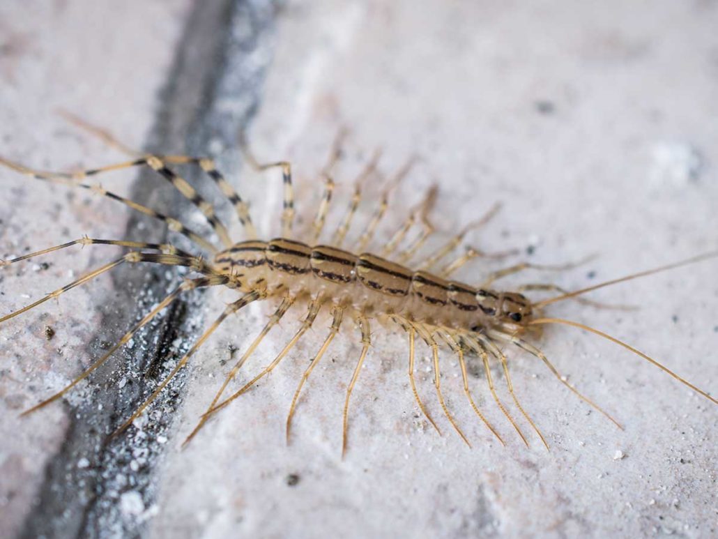 Types of Centipedes in Texas - The Bug Master Pest Control