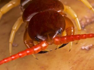 Types of Centipedes in Texas - The Bug Master Pest Control