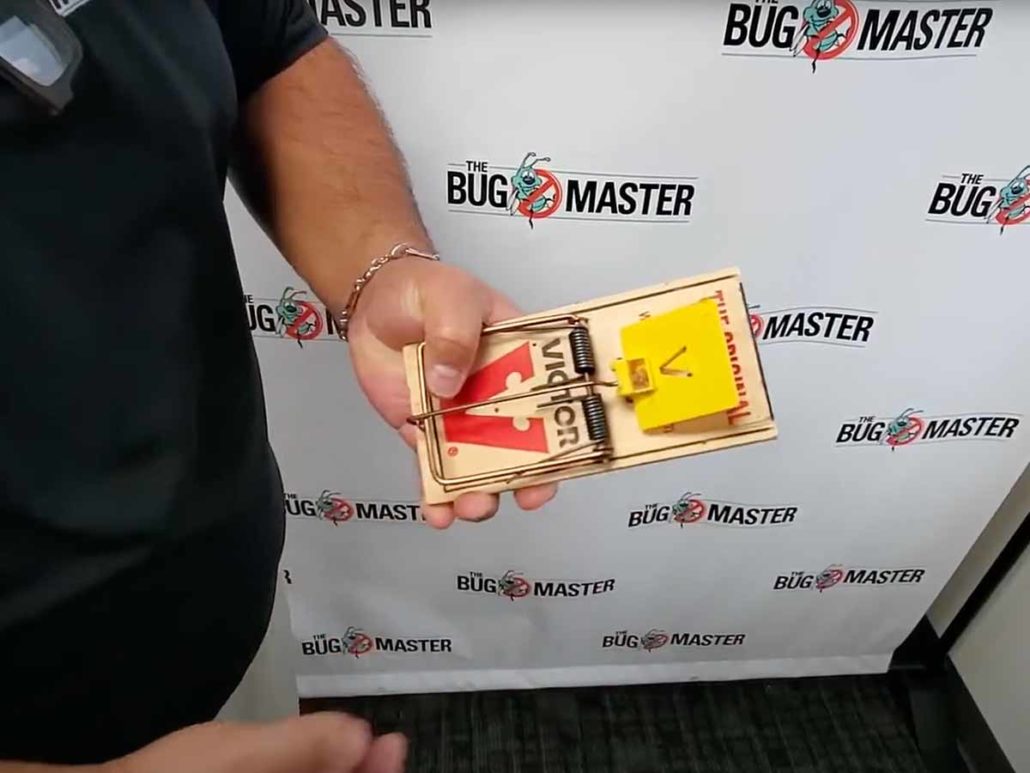 How To Set A Rat Trap - The Bug Master