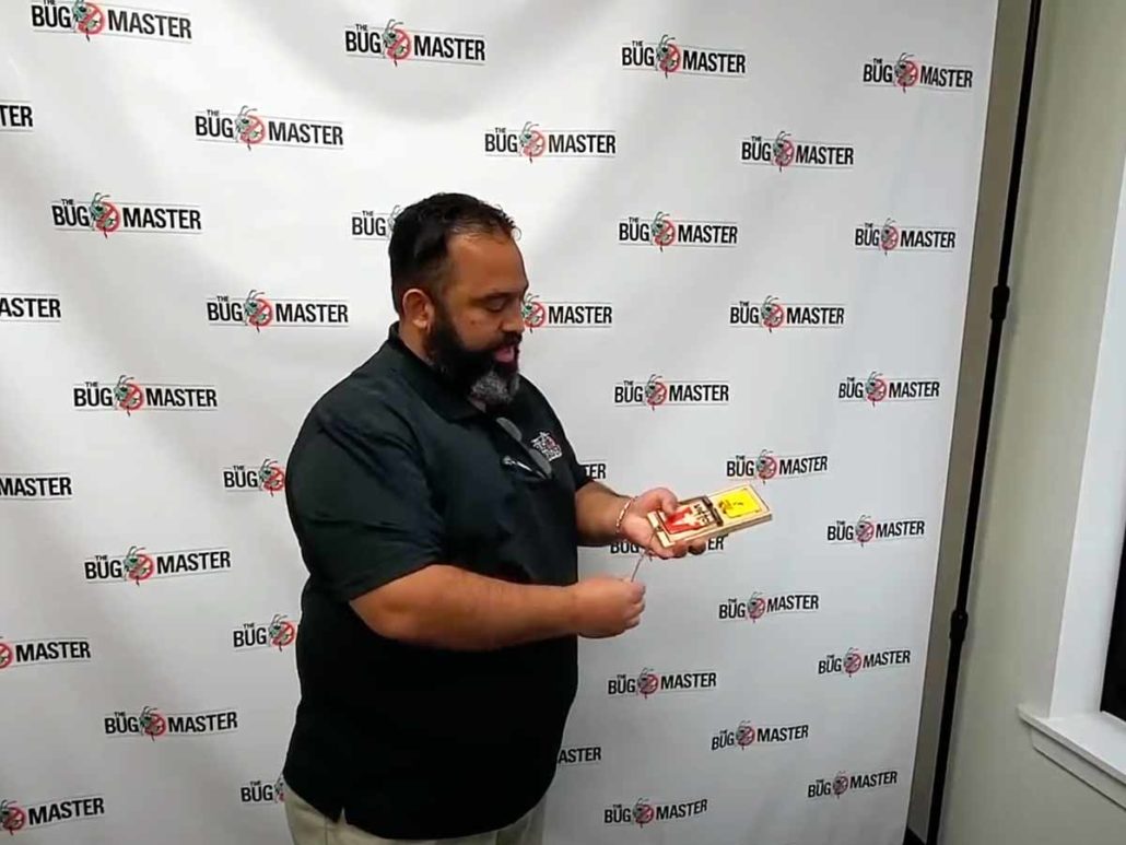 How To Set A Rat Trap - The Bug Master