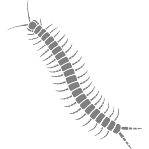 Pest Control & Exterminator Austin TX | The Bug Master