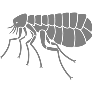 Pest Control & Exterminator Austin TX | The Bug Master