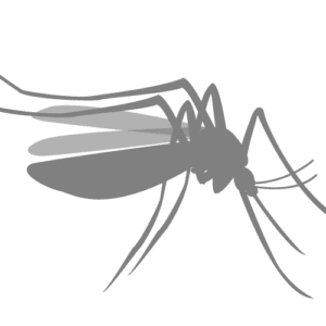 San Marcos Pest Control: Fast, Eco-Friendly Exterminators