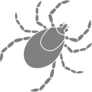 Temple Pest Control: Fast, Eco-Friendly Exterminators