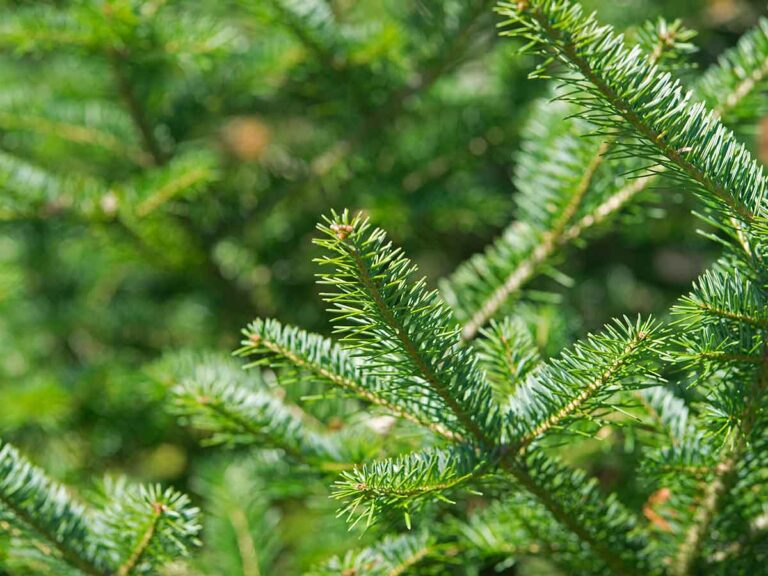 How to get rid of rats from your yard | The Bug Master