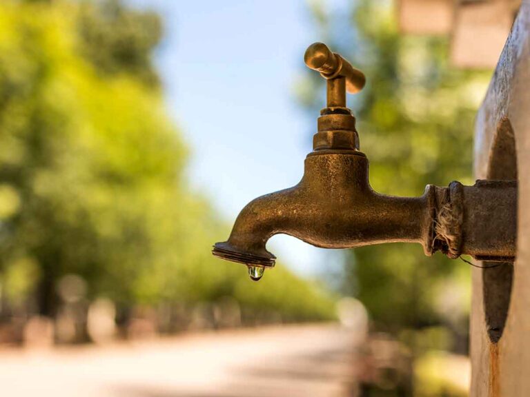 How to get rid of rats from your yard | The Bug Master