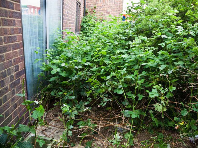 How to get rid of rats from your yard | The Bug Master