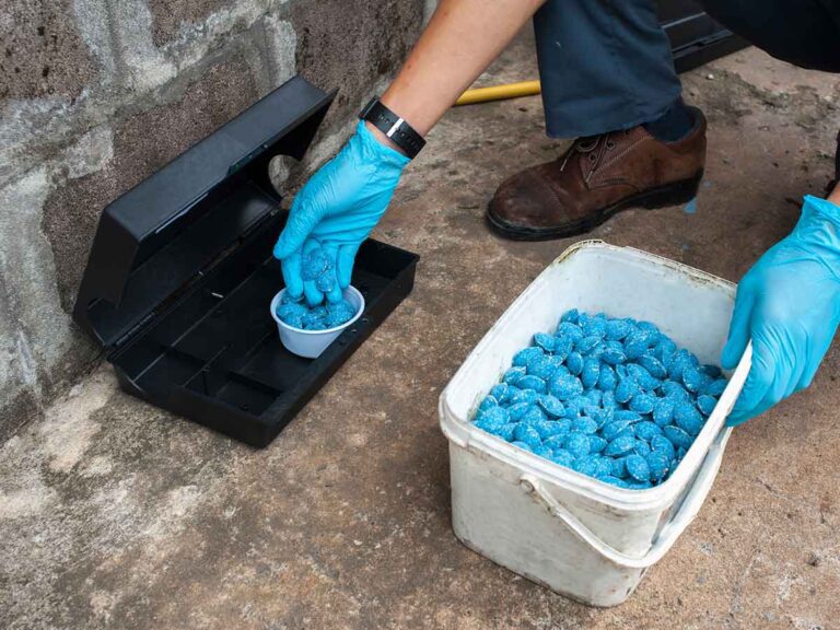 How to get rid of rats from your yard | The Bug Master