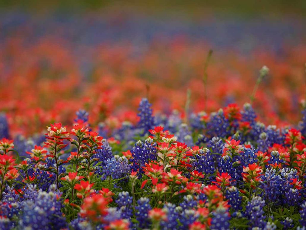 Rodent and Wildlife Control in Hutto, TX - The Bug Master Pest Control