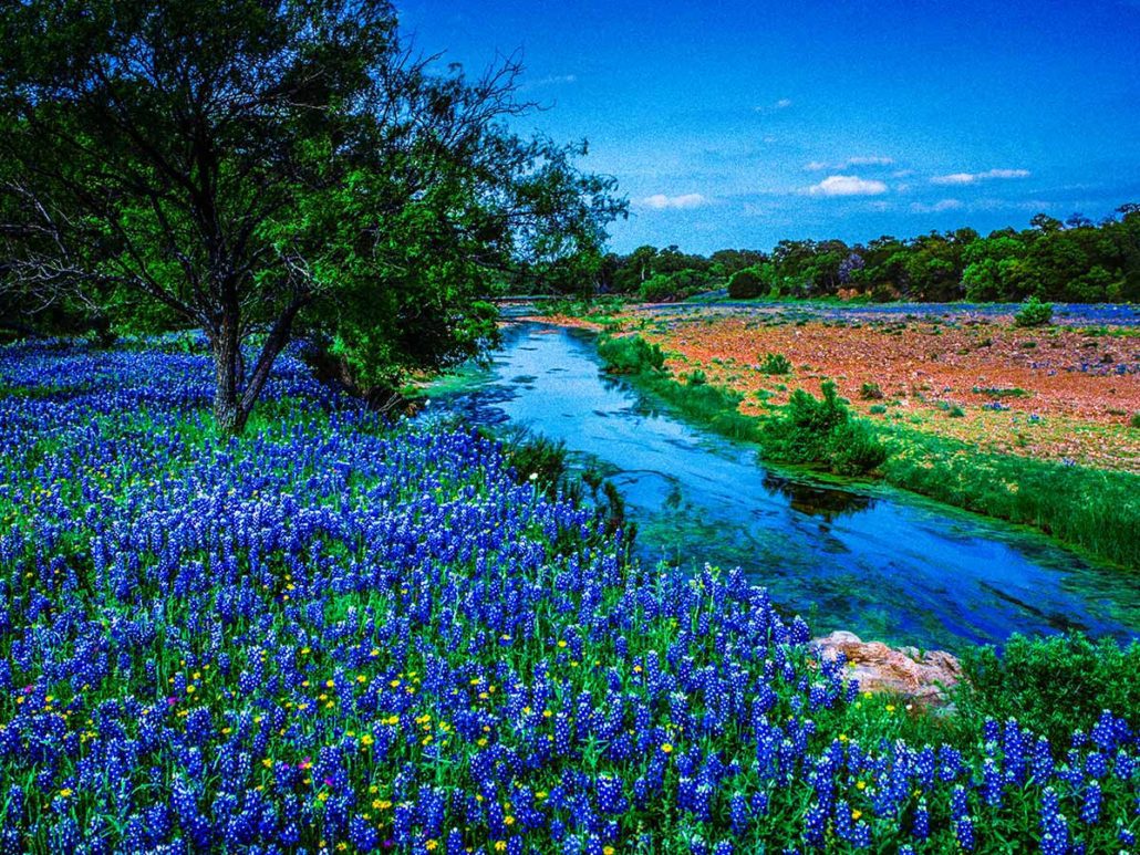 Rodent and Wildlife Control in Rosenberg, TX - The Bug Master Pest Control