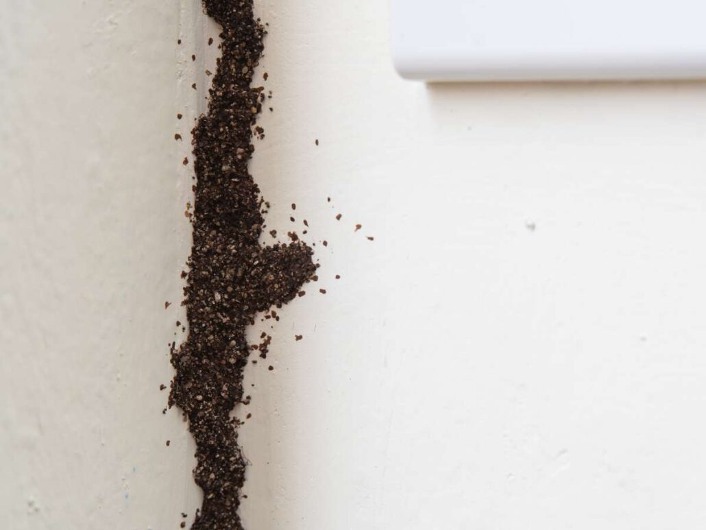 Termite Prevention and Elimination in The Woodlands, Texas