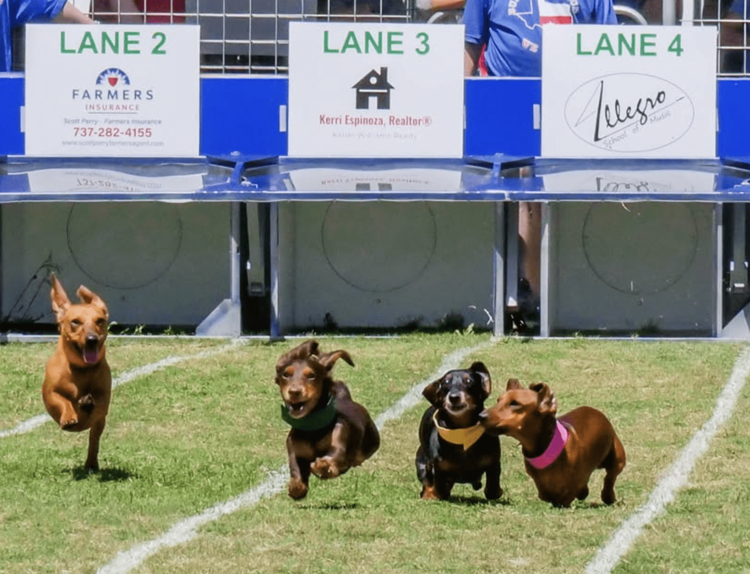 Buda Wiener Dog Races - The Bug Master Pest Control
